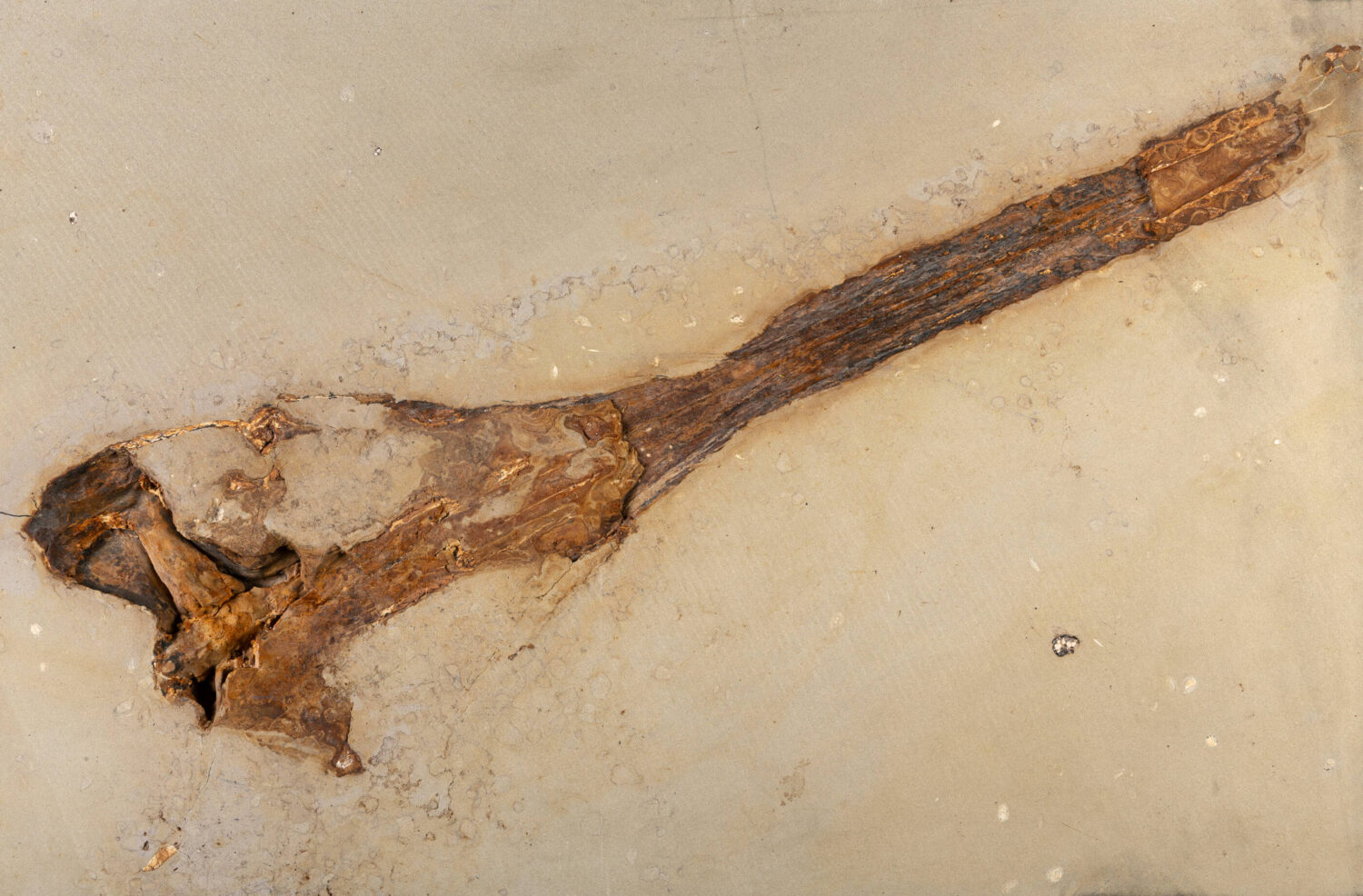 Naturkunde - Landesmuseum Hannover