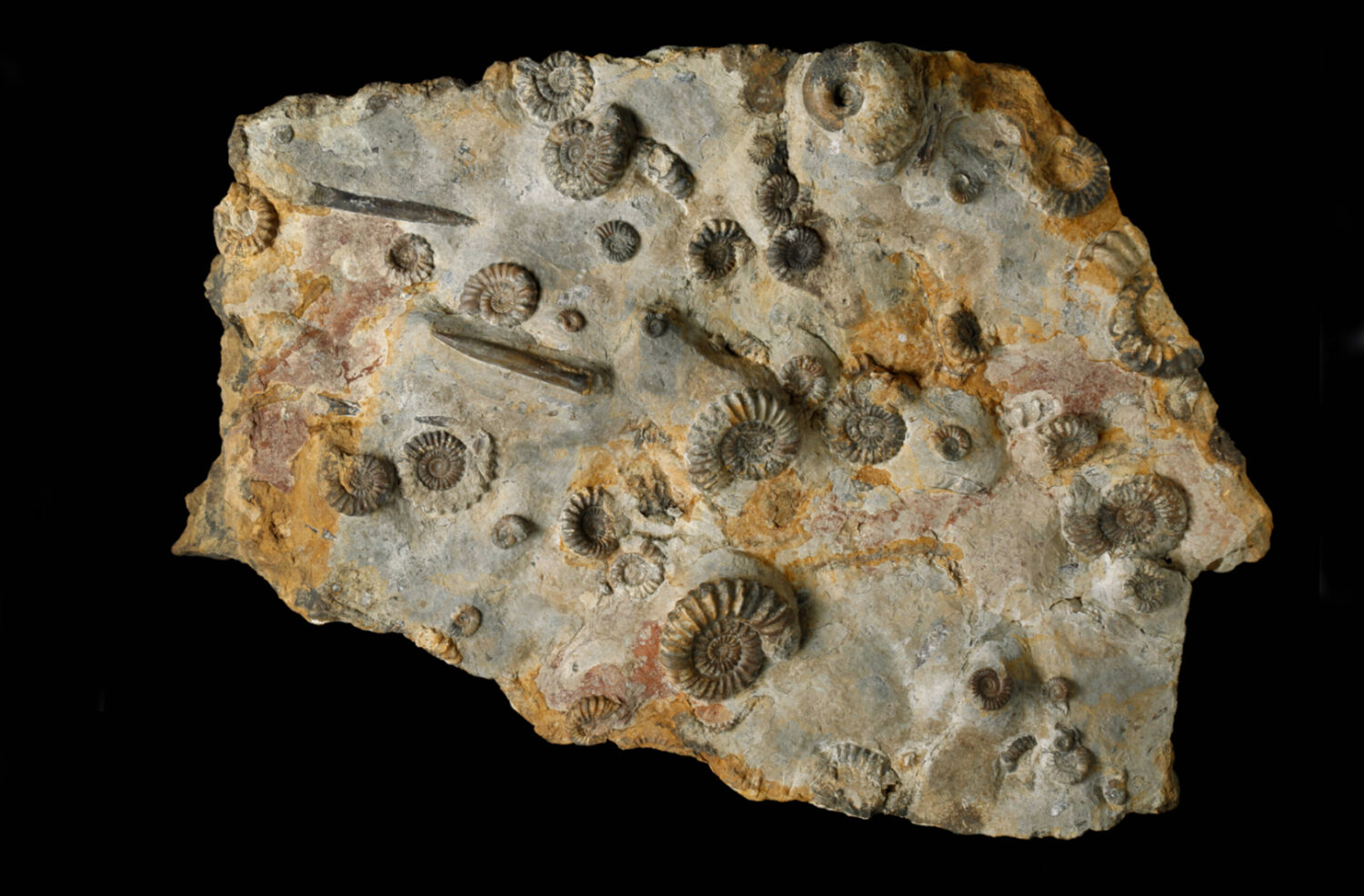 Naturkunde - Landesmuseum Hannover